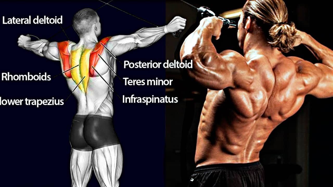 The Best Cable Back Workouts: A Comprehensive Guide The Best Cable Back Workouts: A Comprehensive Guide