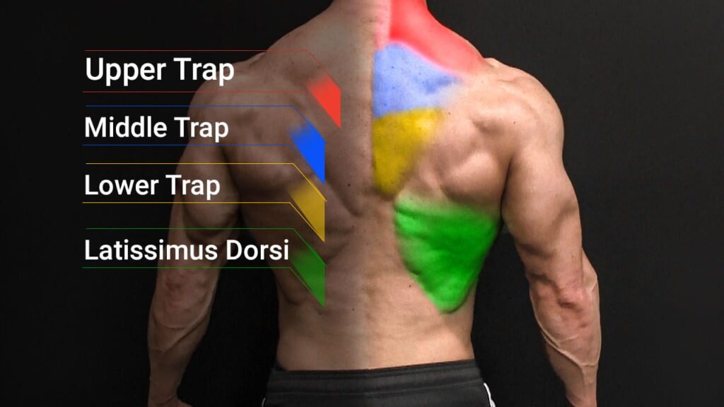 The Best Cable Back Workouts: A Comprehensive Guide The Best Cable Back Workouts: A Comprehensive Guide